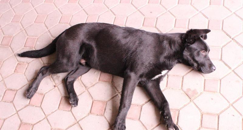 Predám šteniatko labradora - Psy Malacky - Na Predaj .EU