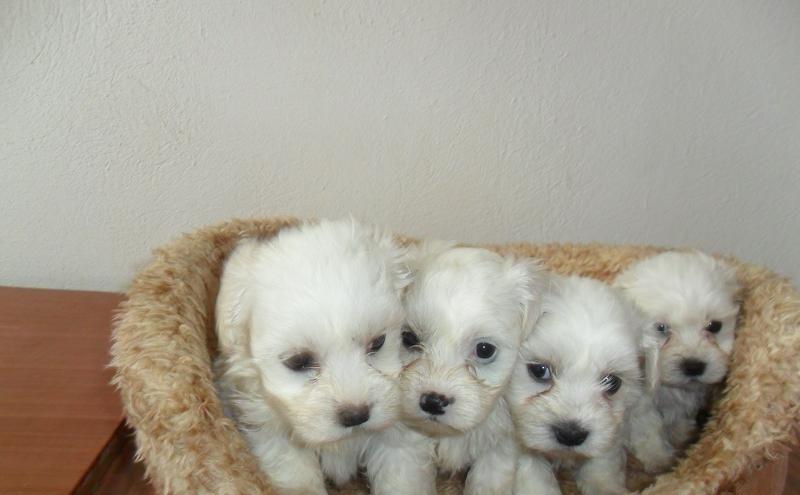 Predám šteniatka maltezákov - Psy Komárno - Na Predaj .EU