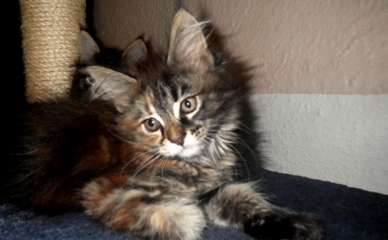 Maine coon - mainská mývalia - Mačky Rožňava - Na Predaj .EU