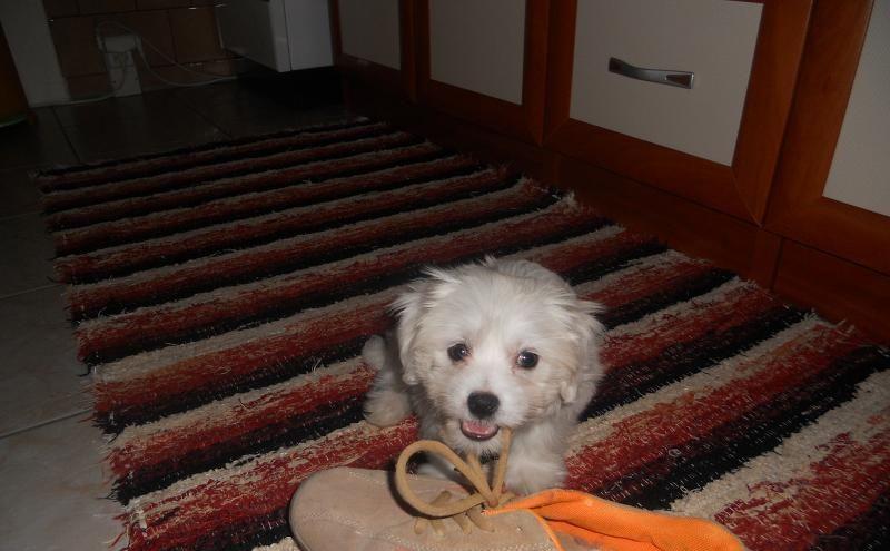 Maltezák mini - Psy Poprad - Na Predaj .EU