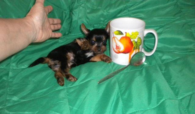 Yorkshire terrier- extra mini - Psy Levice - Na Predaj .EU