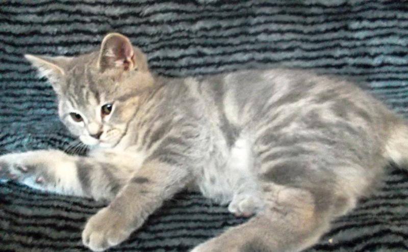 Britská modrá mačka - Mačky Nové Zámky - Na Predaj .EU