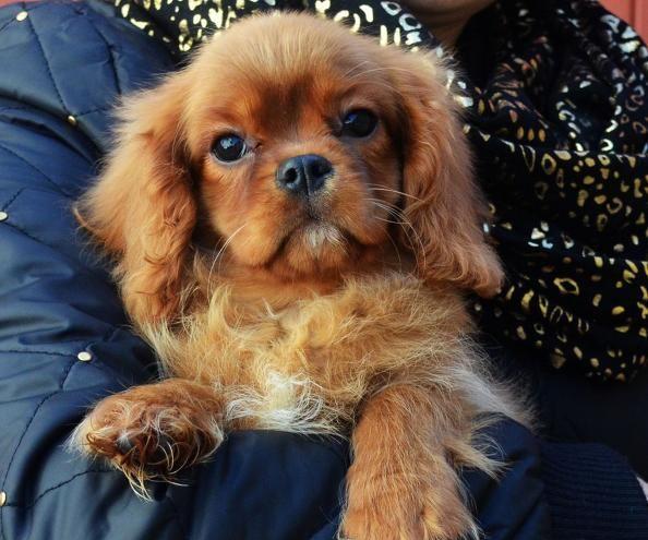 Cavalier King Charles Spaniel - Psy Skalica - Na Predaj .EU