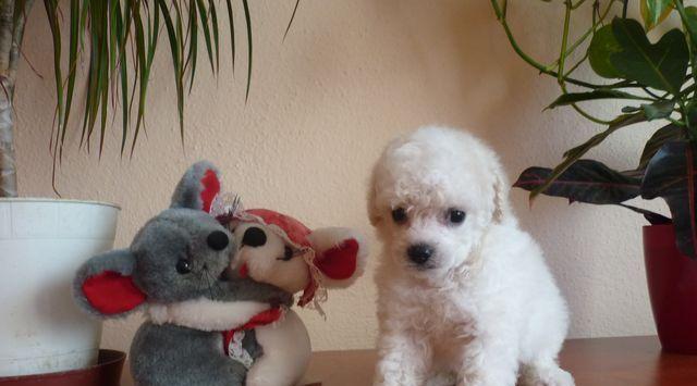 Pudel, pudlík biely-psík - Psy Nitra - Na Predaj .EU