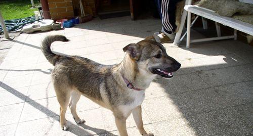 SÚRNE. Darujem do dobrých rúk 2 psíkov - Psy Skalica - Na Predaj .EU