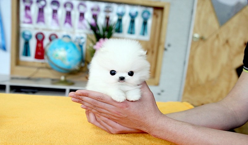 Nočník vyškolení a zdravá šteňatá Pomeranský - Psy Bajč - Na Predaj .EU