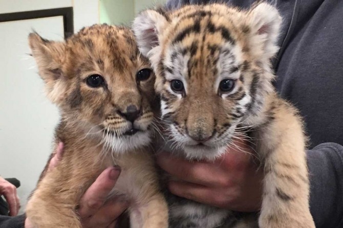 Gepard mláďatá, tiger Cubs, lví mláďatá na predaj - Psy Čierna nad ...