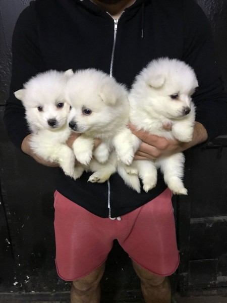pomeranian mini - Psy Prešov - Na Predaj .EU