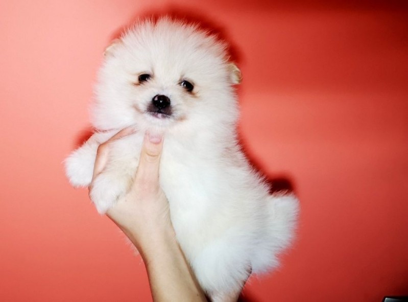 Pomeranian špic mini - Psy Bartošova Lehôtka - Na Predaj .EU