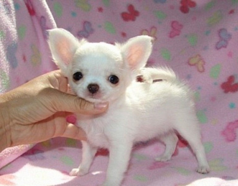 Čivava krátkosrstá mini na Vianoce - Psy Bátka - Na Predaj .EU