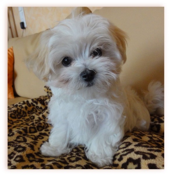 Mini Maltezak Mini Maltez Psy Bratislava Na Predaj Eu