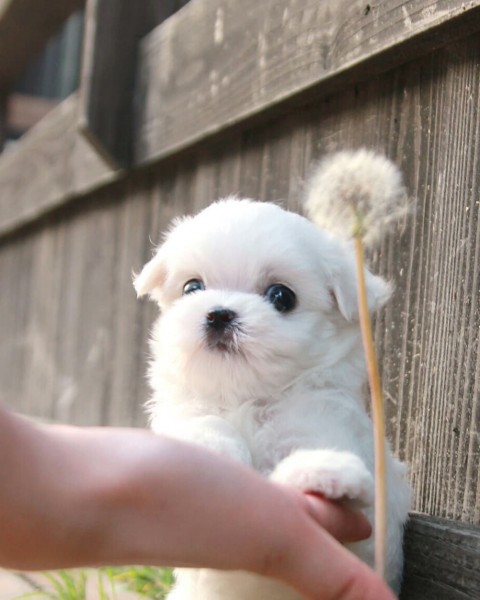 Dostupné šteniatka maltézskych psíkov - Psy Čadca - Na Predaj .EU