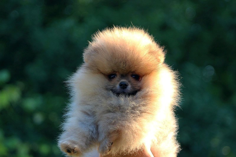 Šteniatka Pomeranian BOO, šteniatka Pomeranian Spitz - Psy Bratislava ...